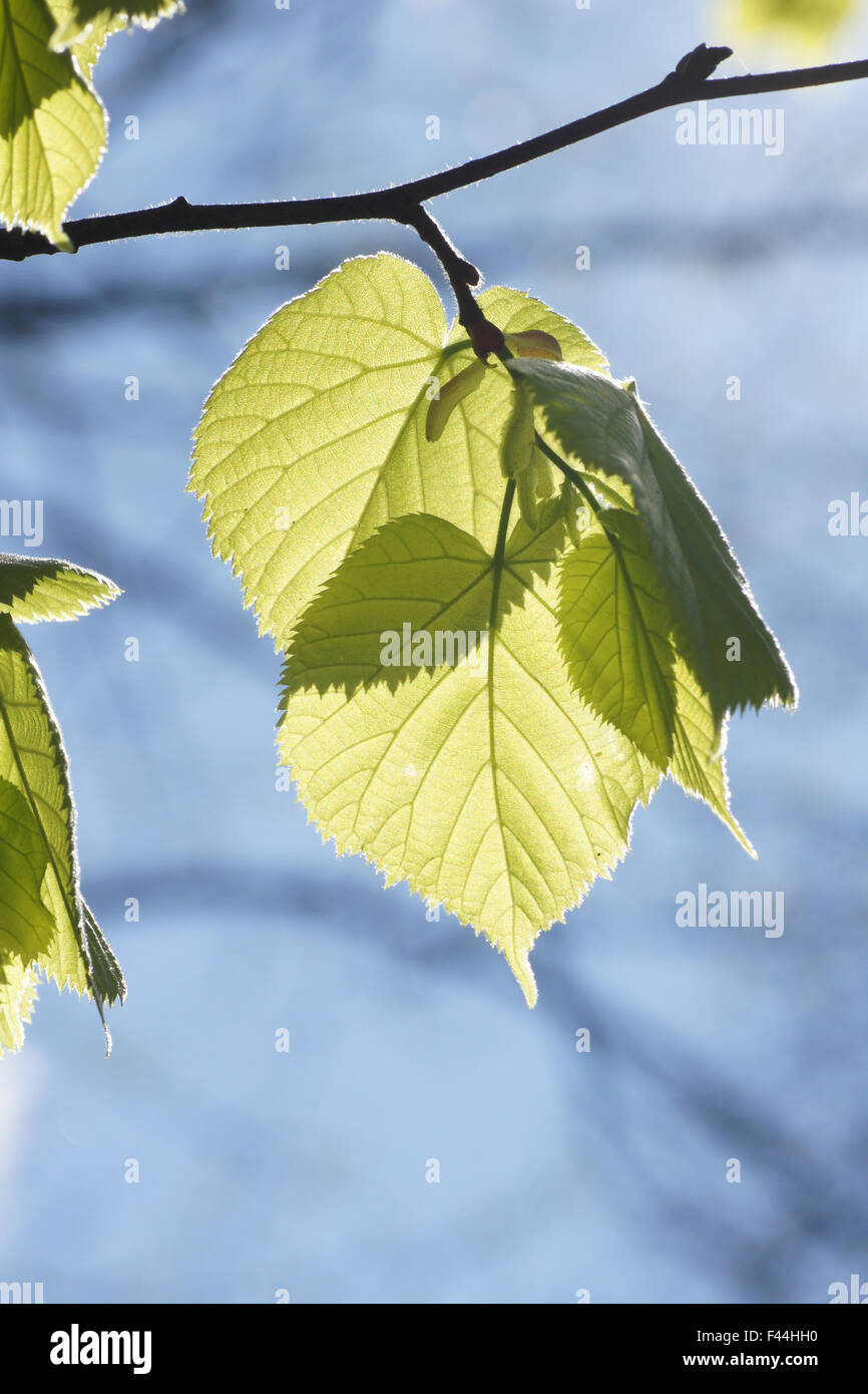 Common Lime Tree Buds High Resolution Stock Photography and Images - Alamy