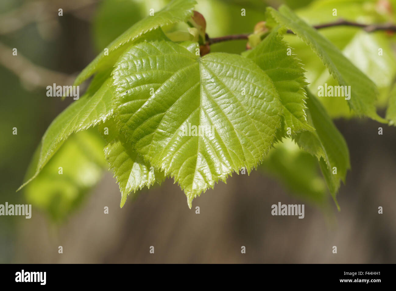 Common lime tree buds hi-res stock photography and images - Alamy