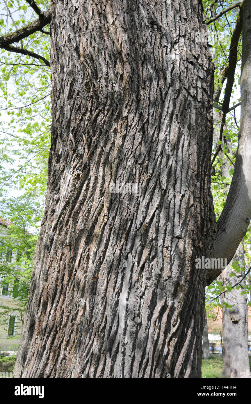 Common Lime Tree Buds High Resolution Stock Photography and Images - Alamy