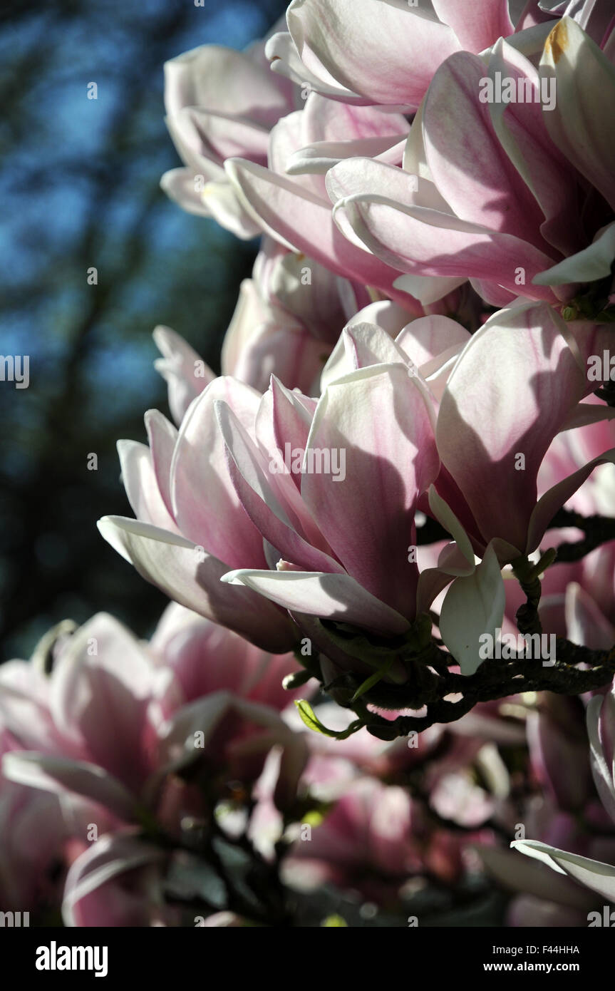 Saucer magnolia magnolia soulangiana tulpenmagnolie hi-res stock ...