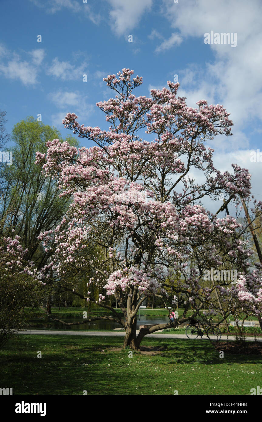 Saucer magnolia tree hi-res stock photography and images - Alamy