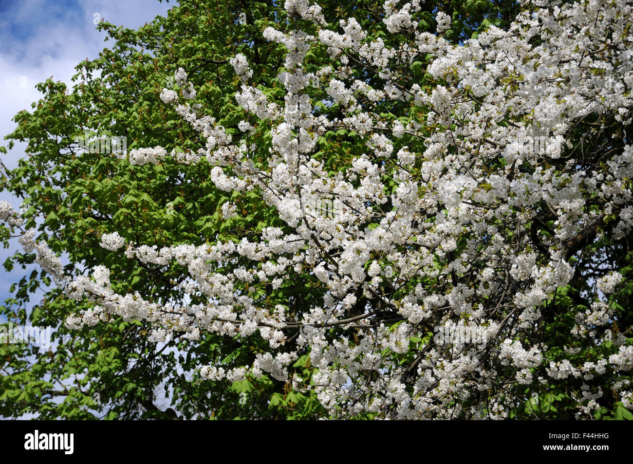 Wild kirschbaum hi-res stock photography and images - Alamy