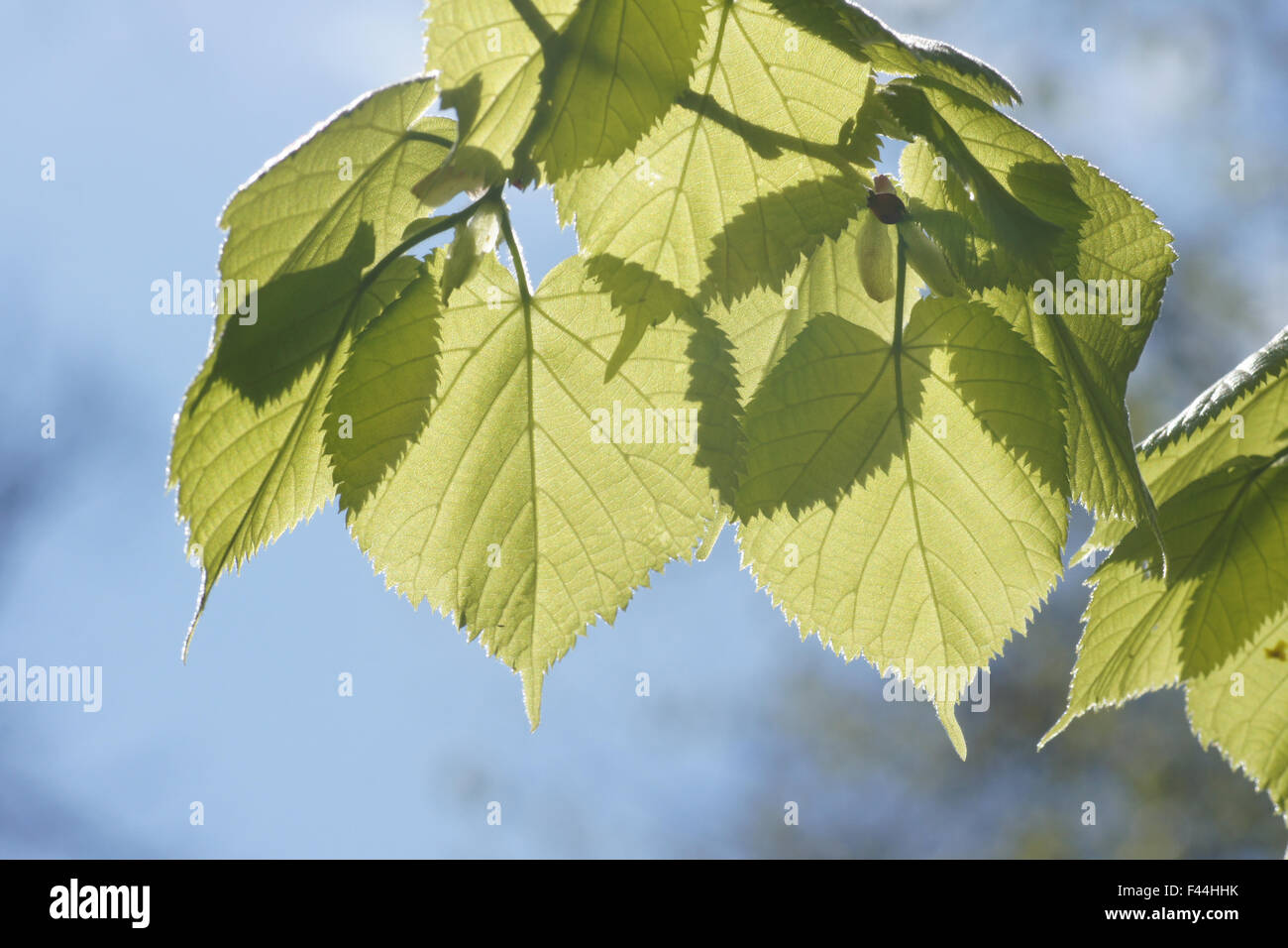 Common lime tree buds hi-res stock photography and images - Alamy