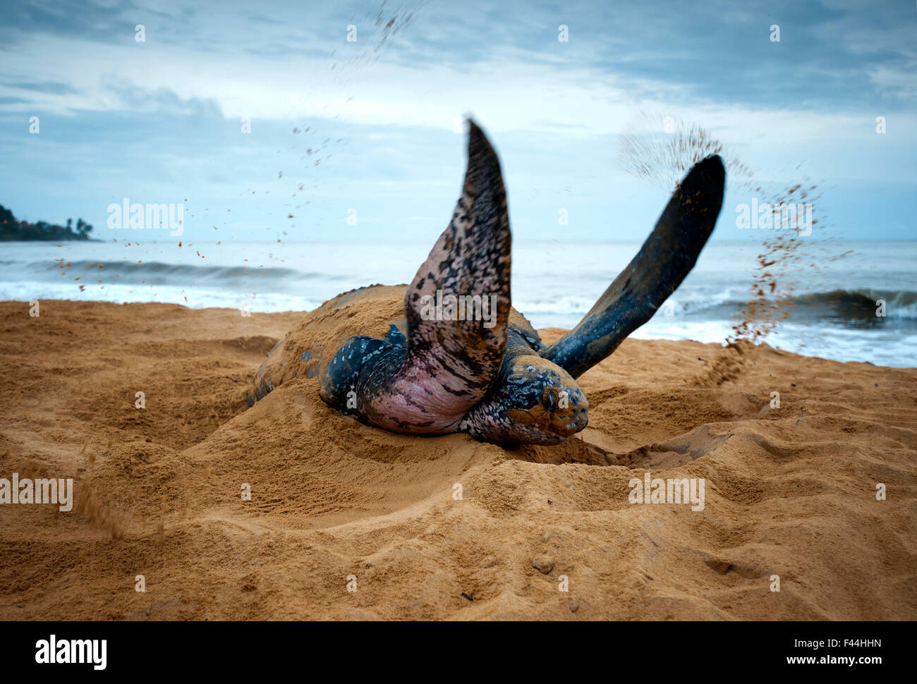 Leatherback Turtle (Dermochelys coriacea) covering her nest after egg ...