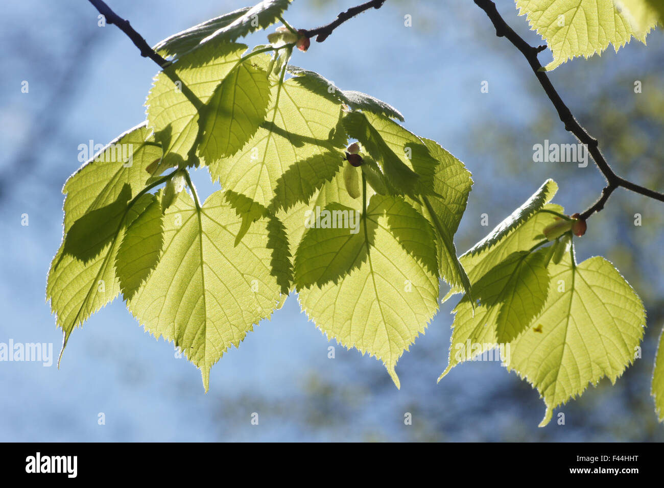Common lime tree buds hi-res stock photography and images - Alamy