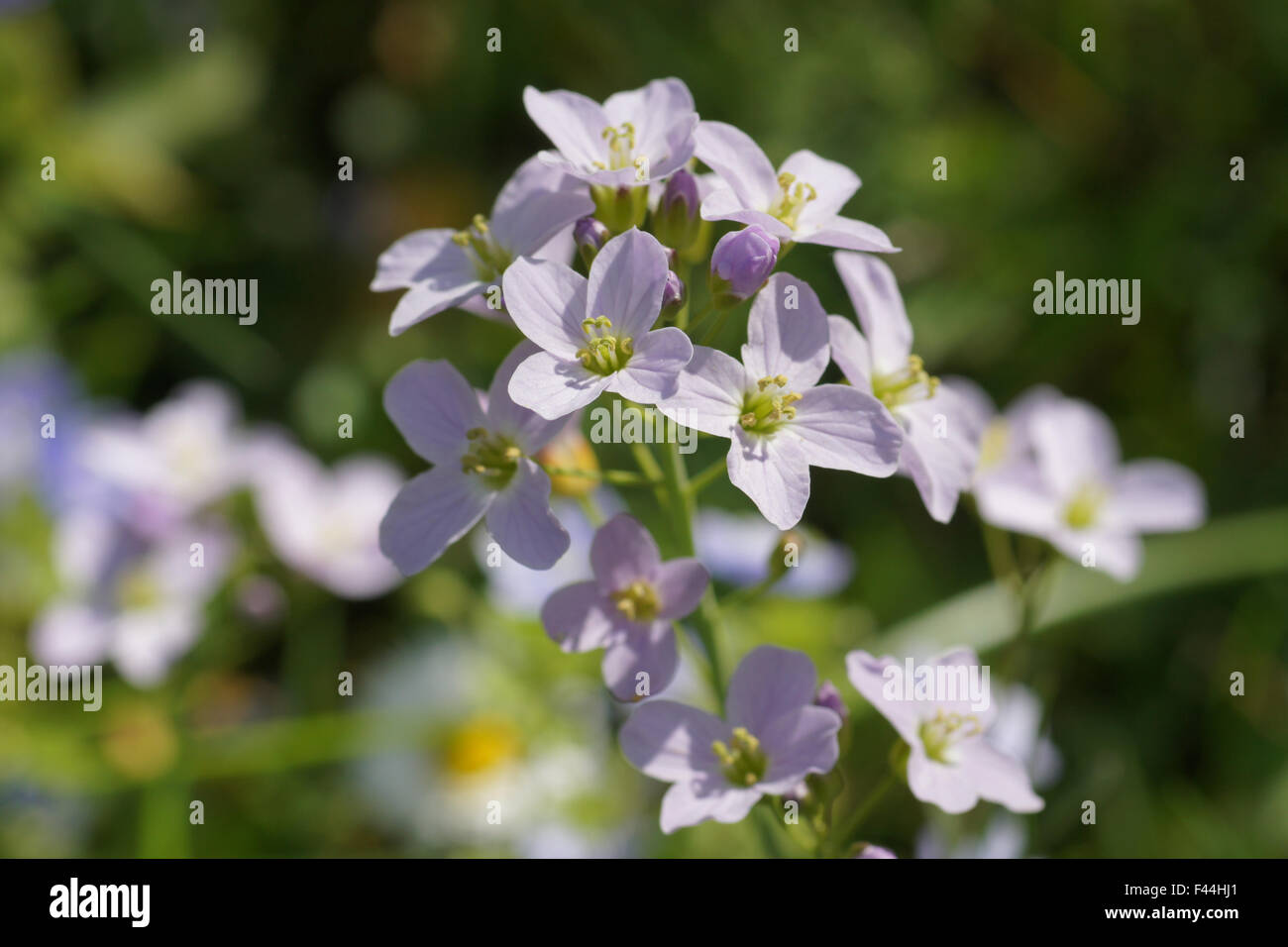 Meadow Ladies Smock High Resolution Stock Photography and Images - Alamy