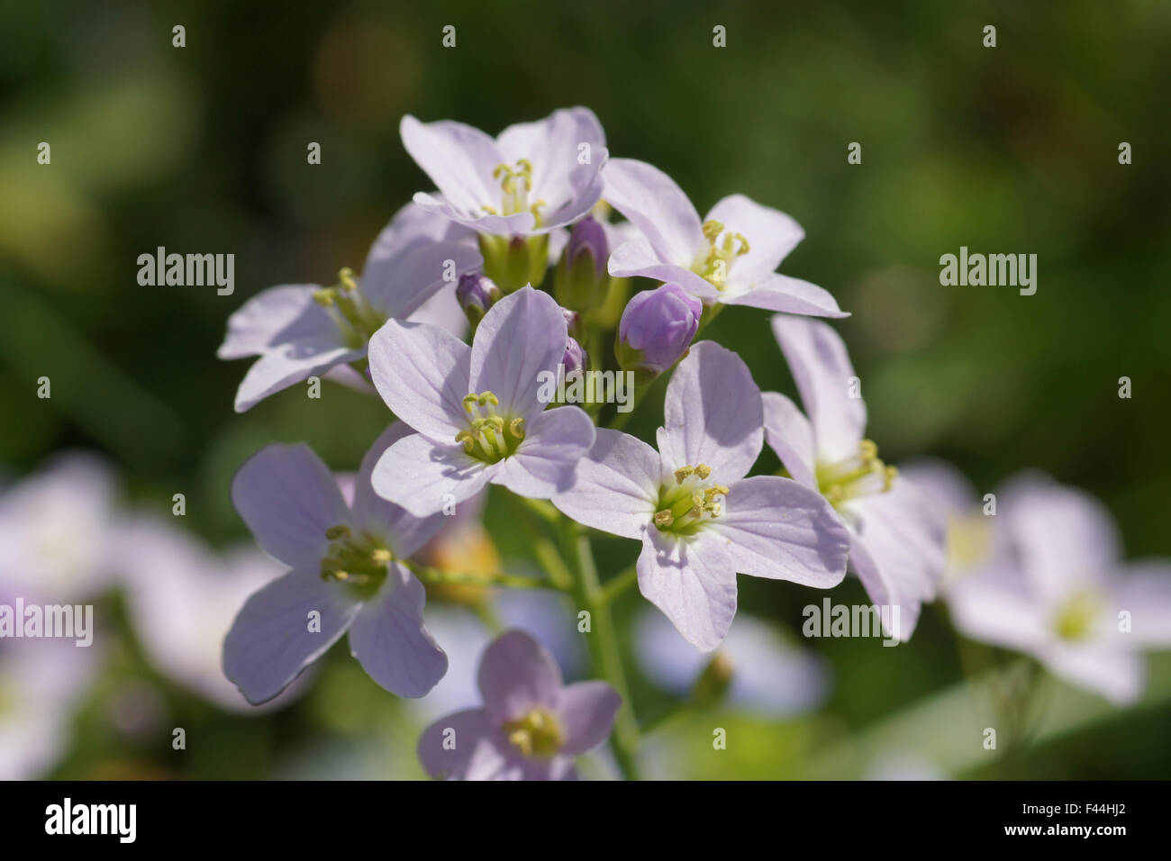 Meadow Ladies Smock High Resolution Stock Photography and Images - Alamy