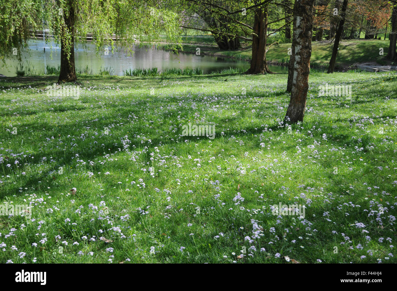 Meadow Ladies Smock High Resolution Stock Photography and Images - Alamy