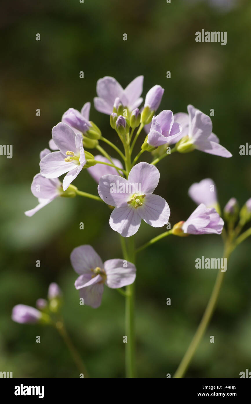 Meadow ladies smock hi-res stock photography and images - Alamy