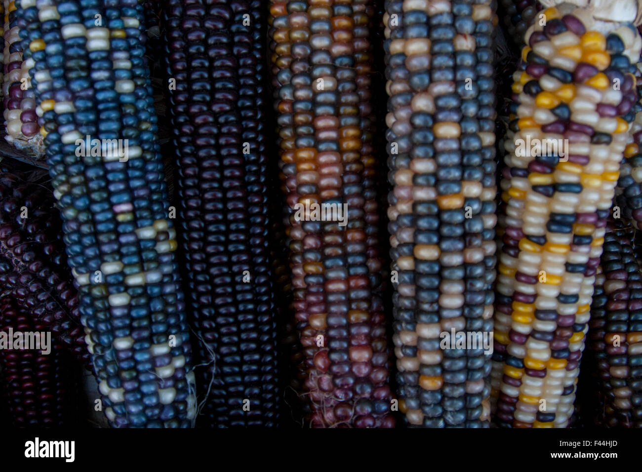 Multi color corn hi-res stock photography and images - Alamy