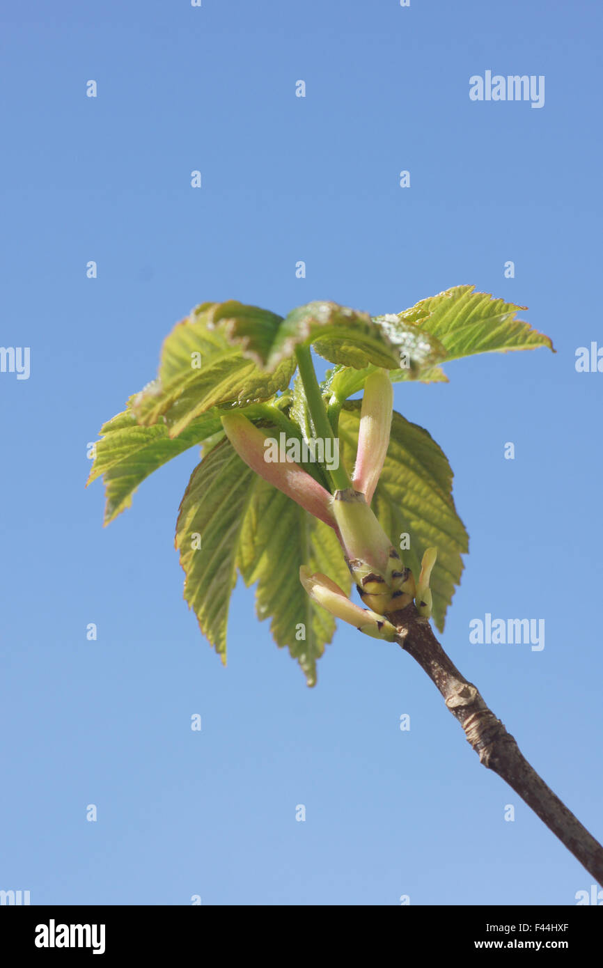 Sycamore tree shoots hi-res stock photography and images - Alamy