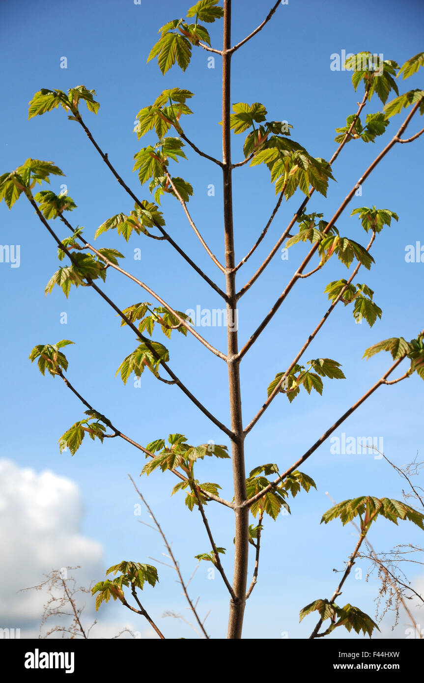 Sycamore tree shoots hi-res stock photography and images - Alamy
