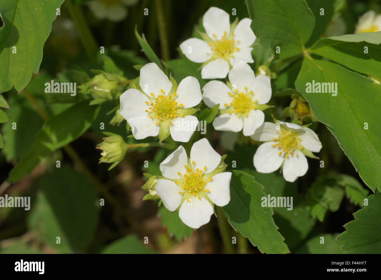 Fragaria virginiana hi-res stock photography and images - Alamy