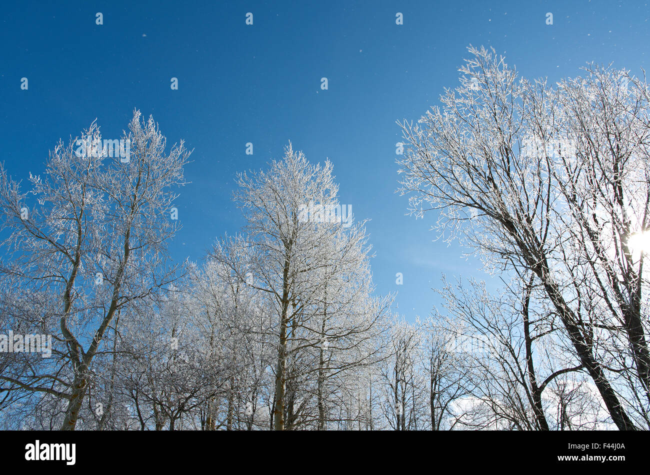 Winter landscape. frozen trees Stock Photo - Alamy