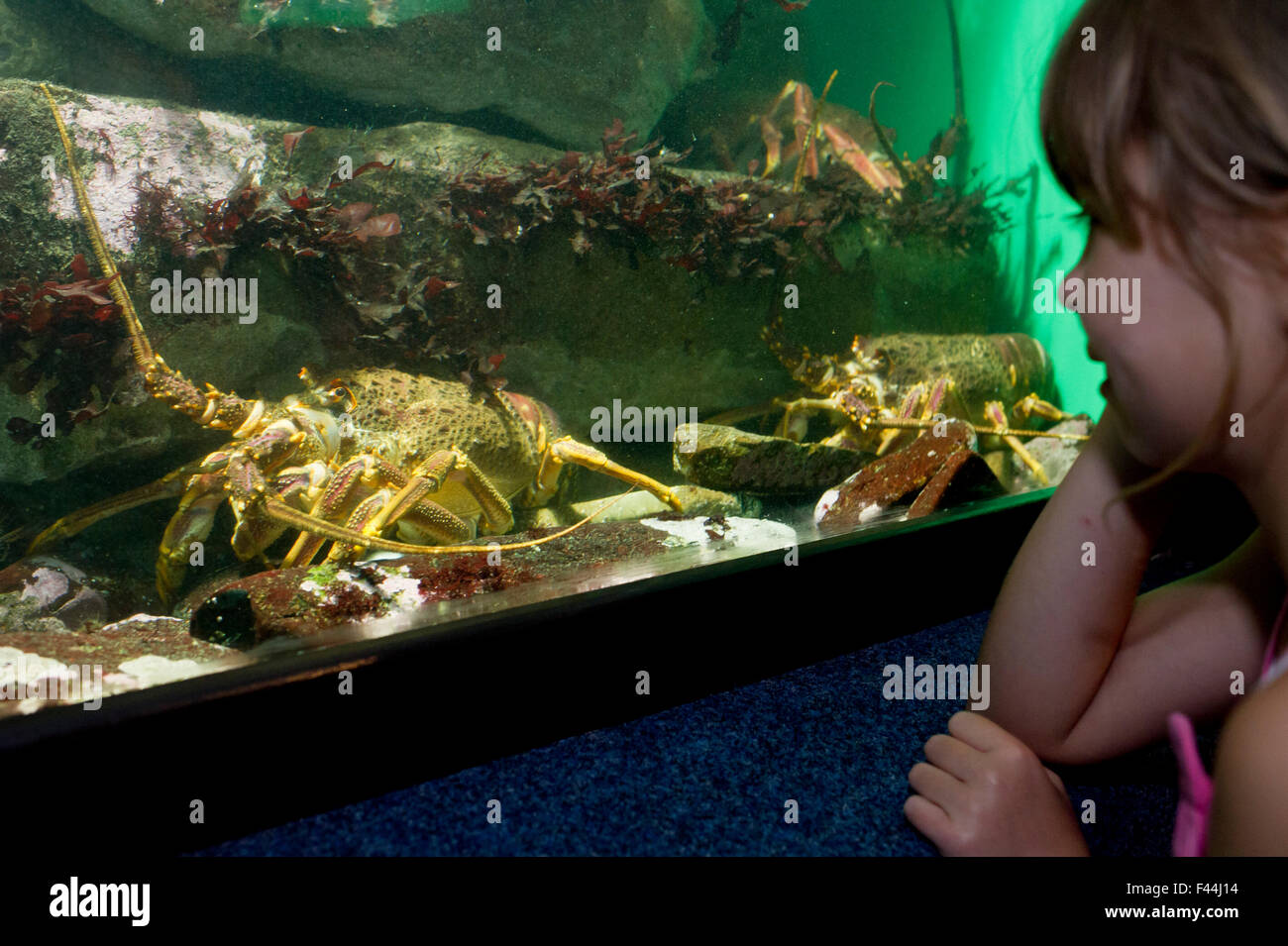 Girl looking at the West coast rock lobsters (Jasus lalandii) in the ...