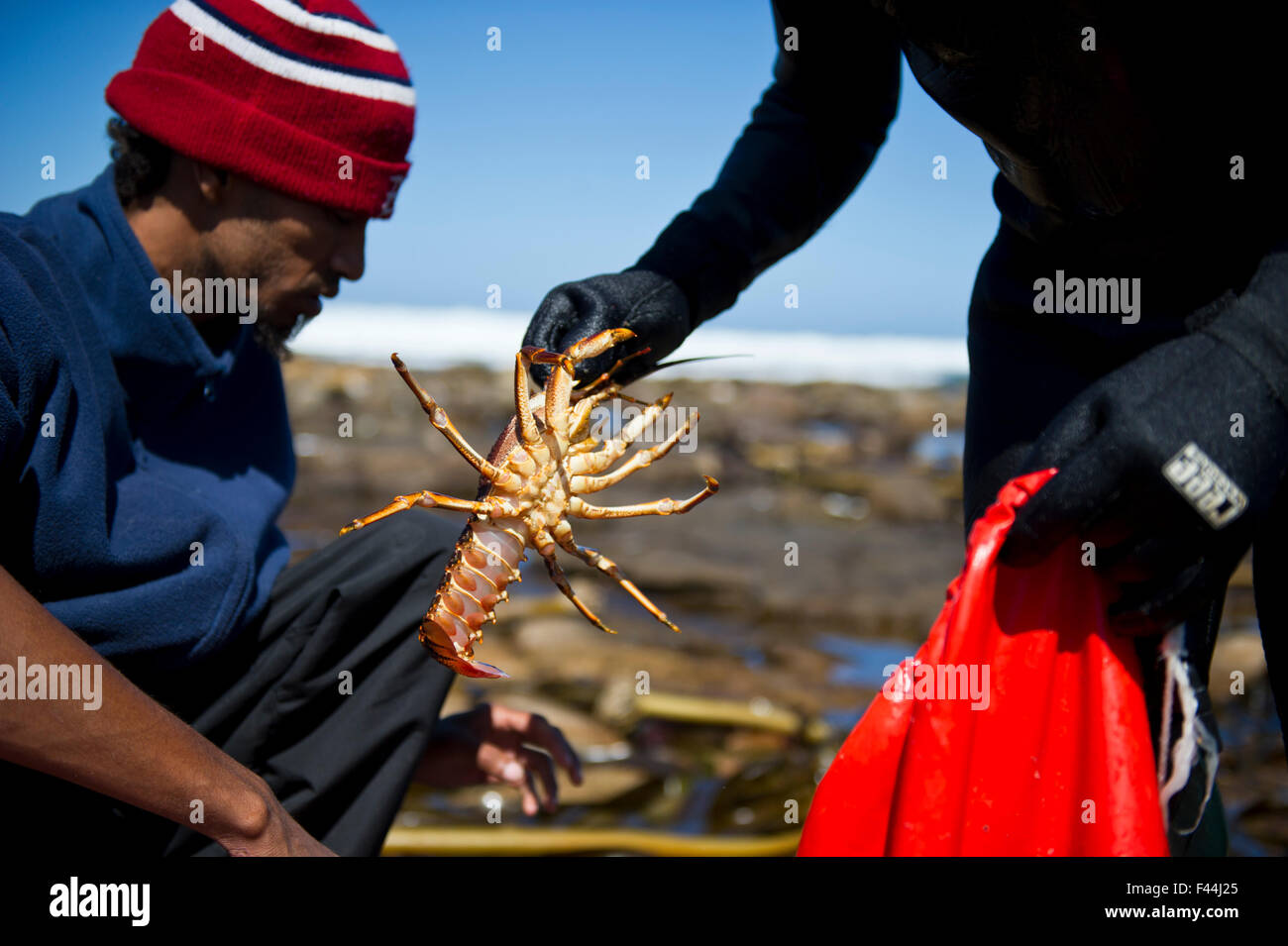 West coast rock lobsters (Jasus lalandii) caught by recreational ...