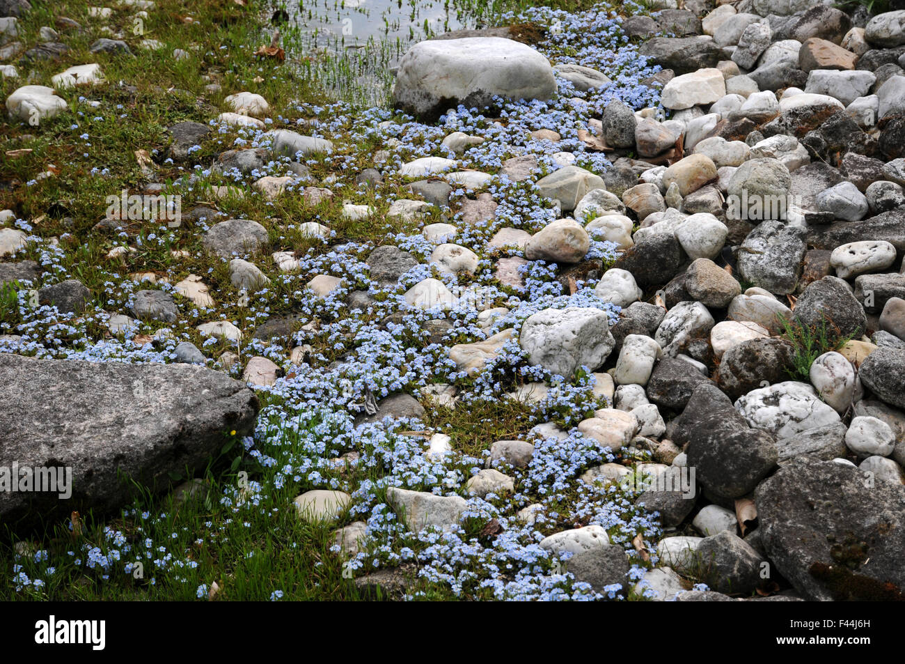 Bodenseevergissmeinnicht hi-res stock photography and images - Alamy