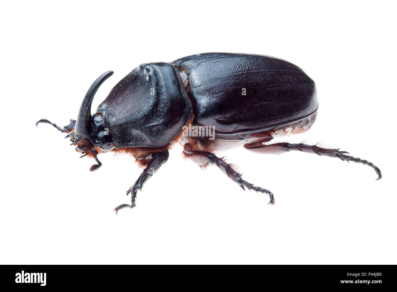 Rhinoceros beetle (Oryctes rhinoceros) Crocker Range, Borneo, Malaysia ...