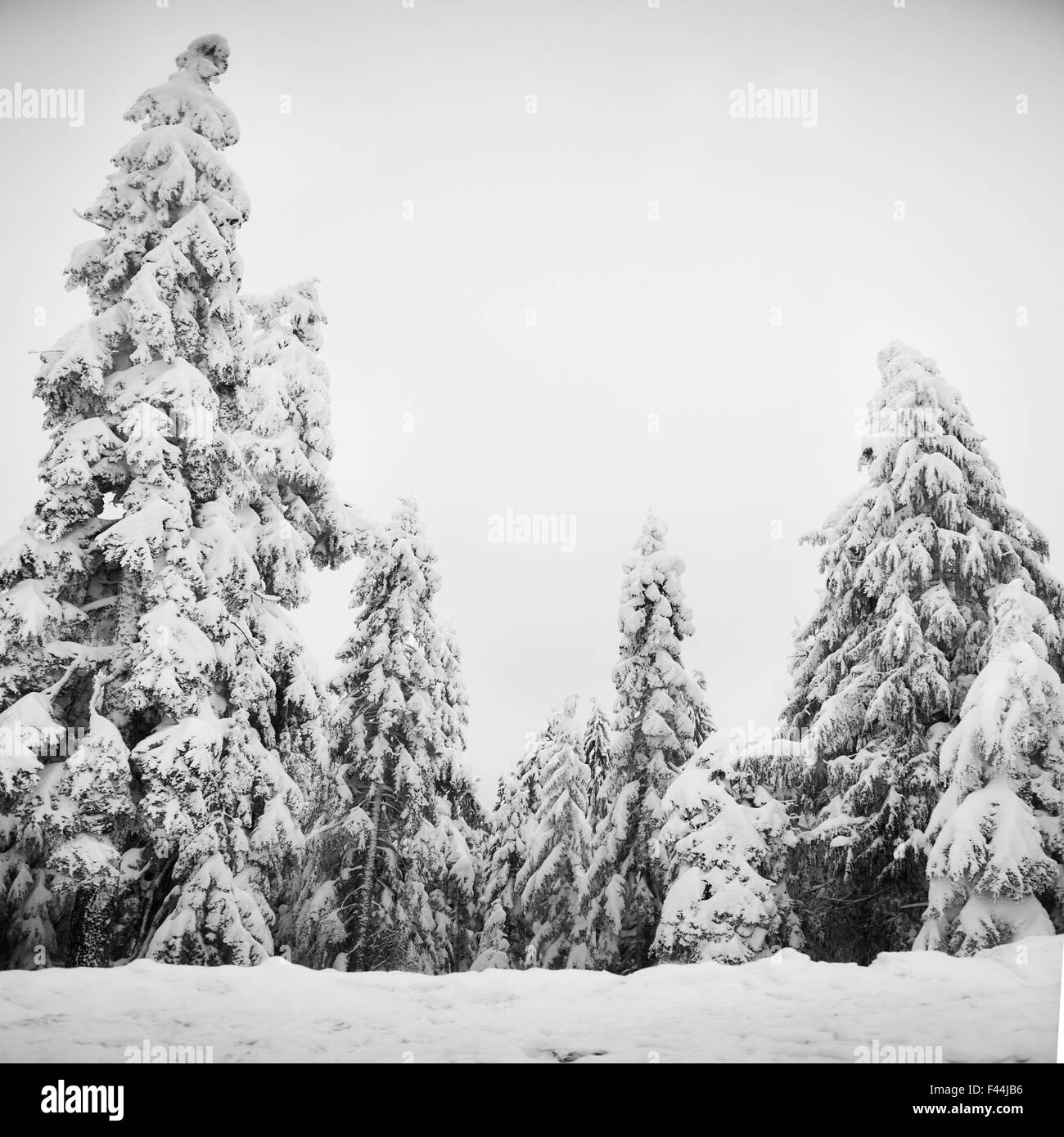 Snow covered frosty winter Black and White Stock Photos & Images - Alamy
