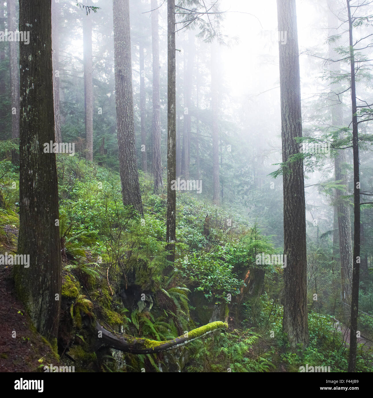 Dark misty forest Stock Photo - Alamy