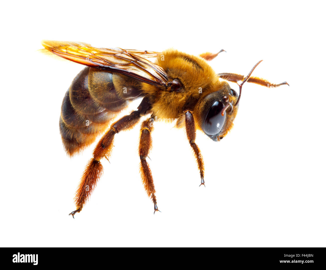 Carpenter bee (Xylocopa myops) female, Crocker Range, Borneo, Malaysia ...
