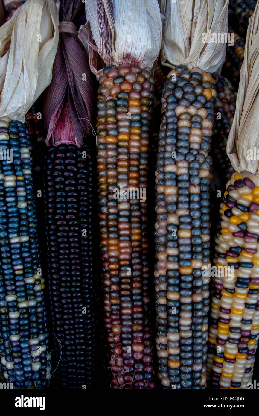 Multi color corn hi-res stock photography and images - Alamy