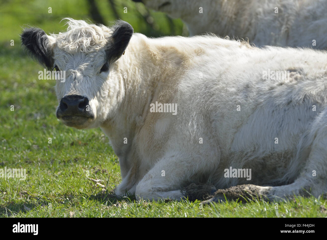 Galloway domestic hi-res stock photography and images - Alamy