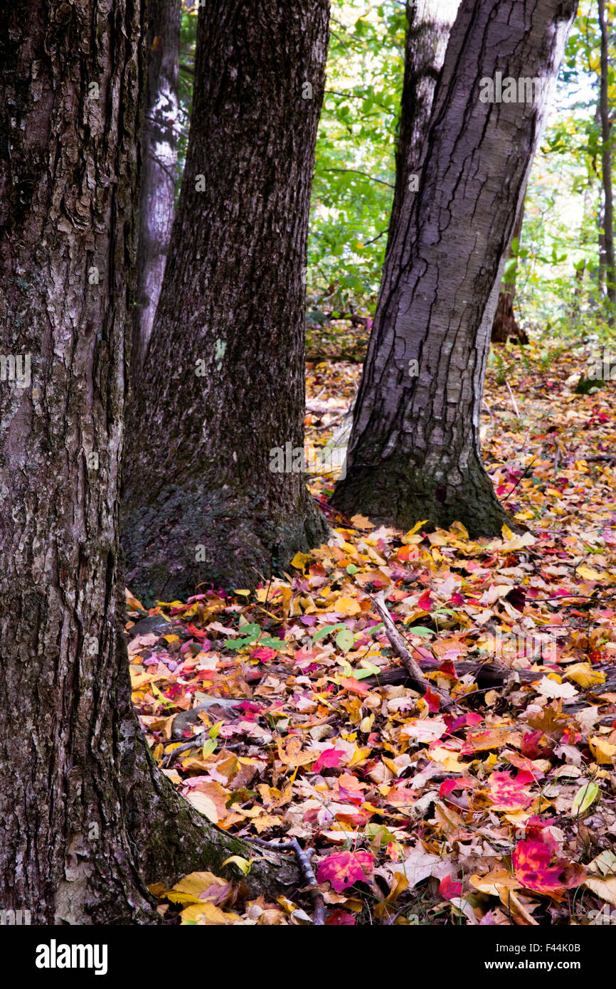 Red fall foliage against oak trees in New England Stock Photo - Alamy