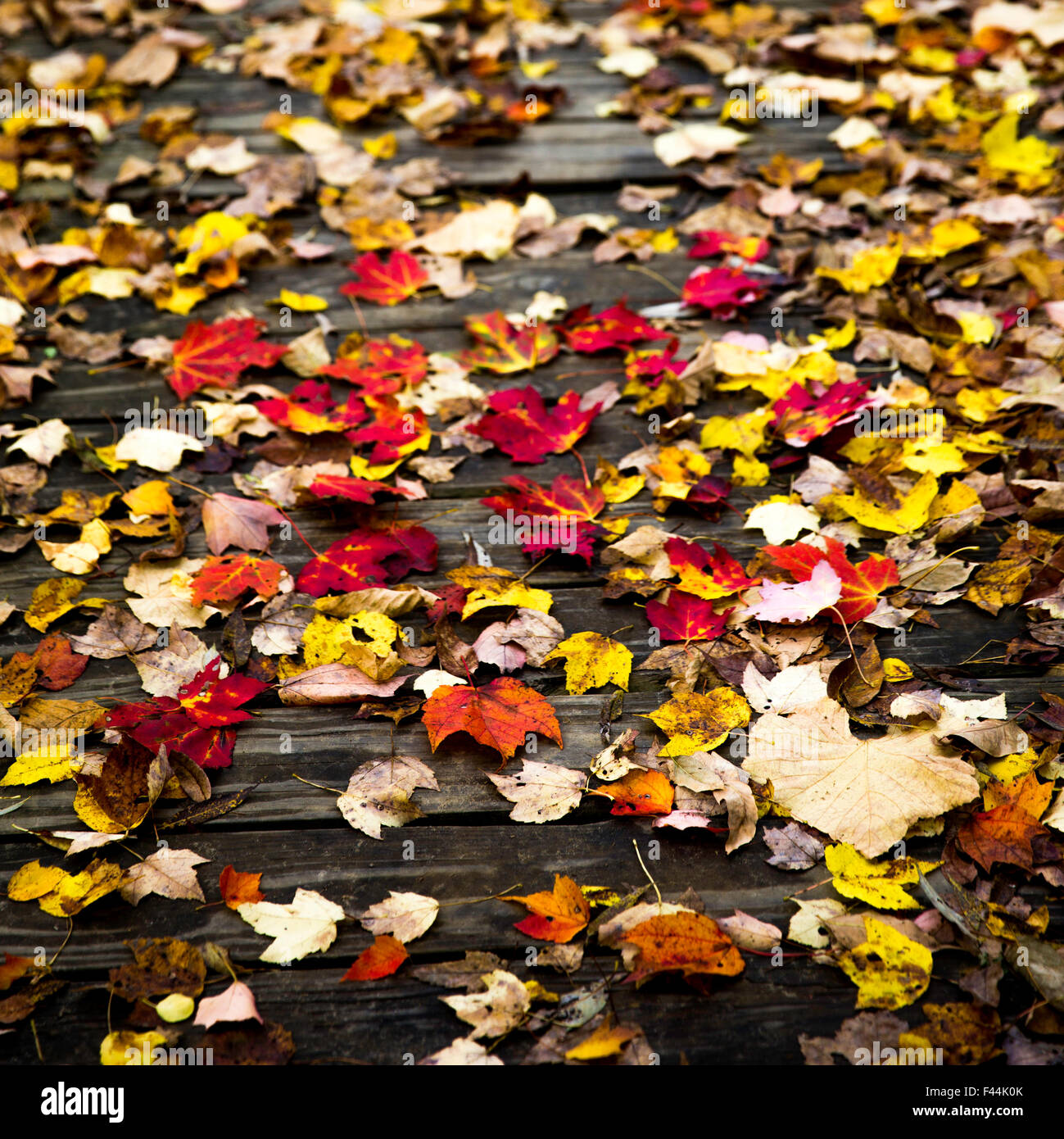 Scattered foliage hi-res stock photography and images - Alamy
