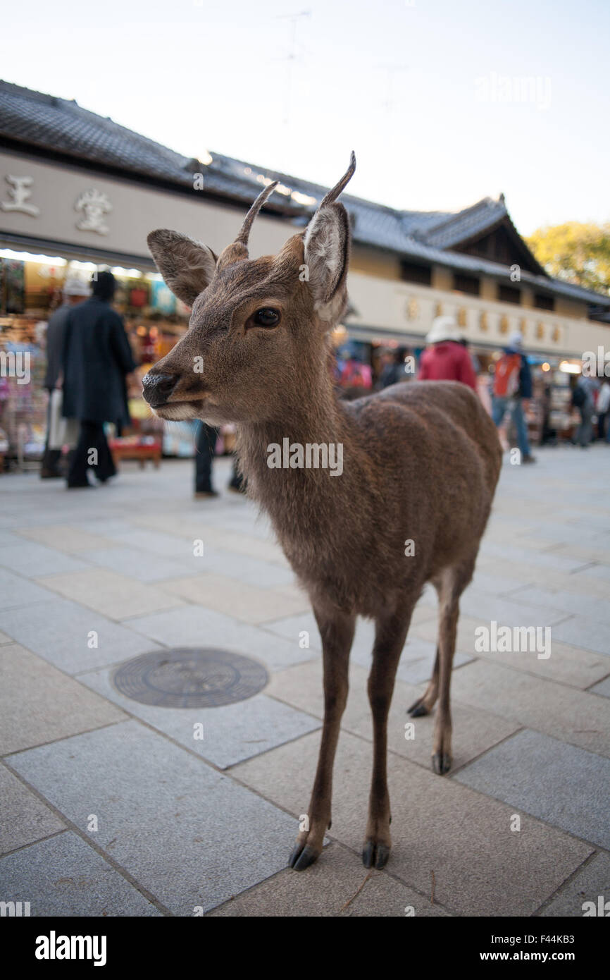 Deer head antler vector hi-res stock photography and images - Alamy