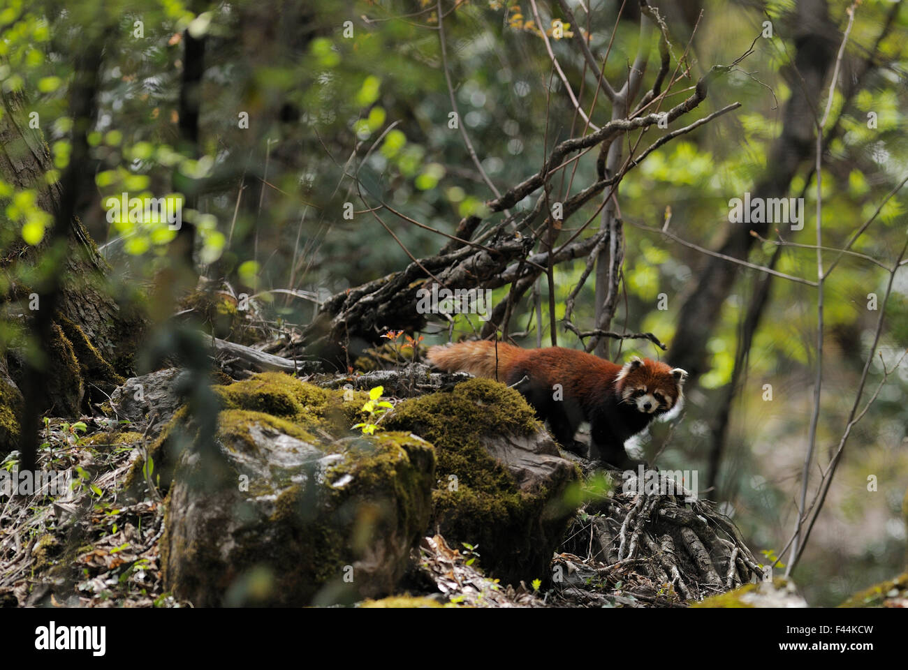Red Panda (Ailurus fulgens) in forest, Meili Snow Mountain NP, Yunnan ...