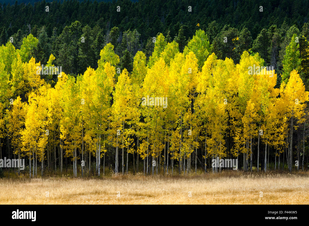 Yellow aspen trees hi-res stock photography and images - Alamy