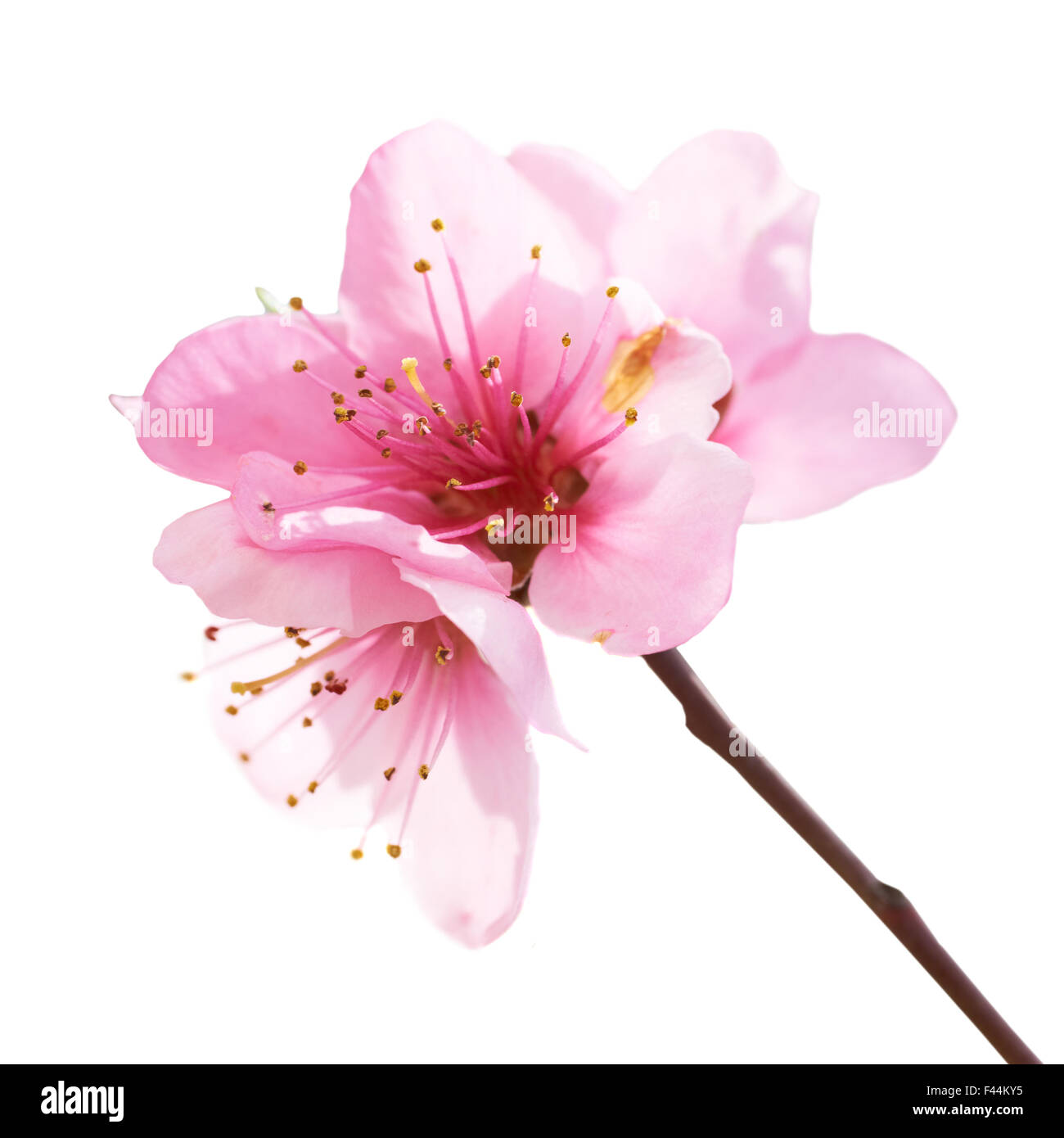 Japanese almond tree Cut Out Stock Images & Pictures - Alamy
