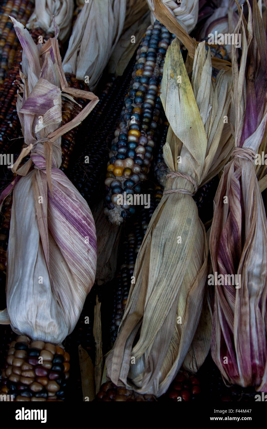 Multi color corn hi-res stock photography and images - Alamy