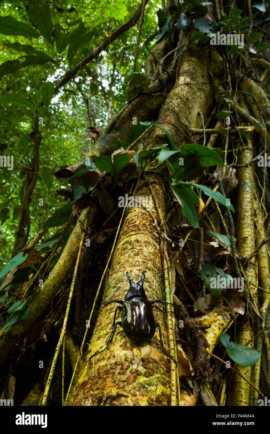 Rhinocerous Beetle High Resolution Stock Photography and Images - Alamy