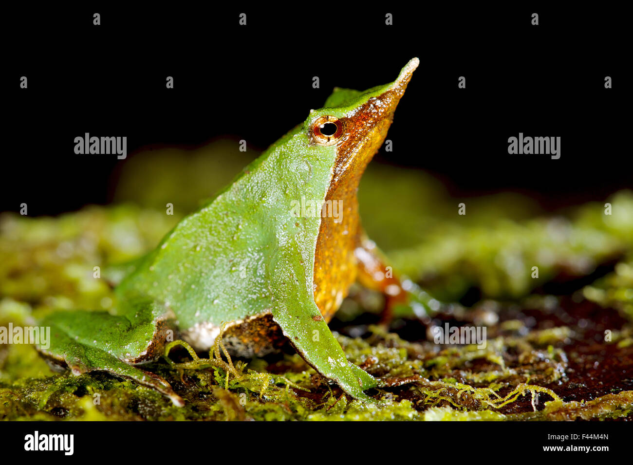 Male green Darwin's Frog (Rhinoderma darwinii) with young in vocal ...