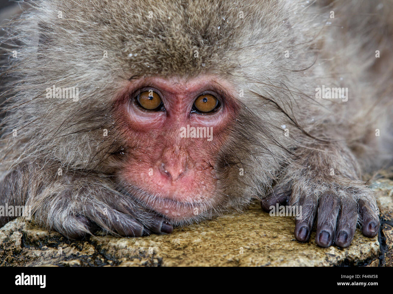 Monkey hand on head hi-res stock photography and images - Alamy