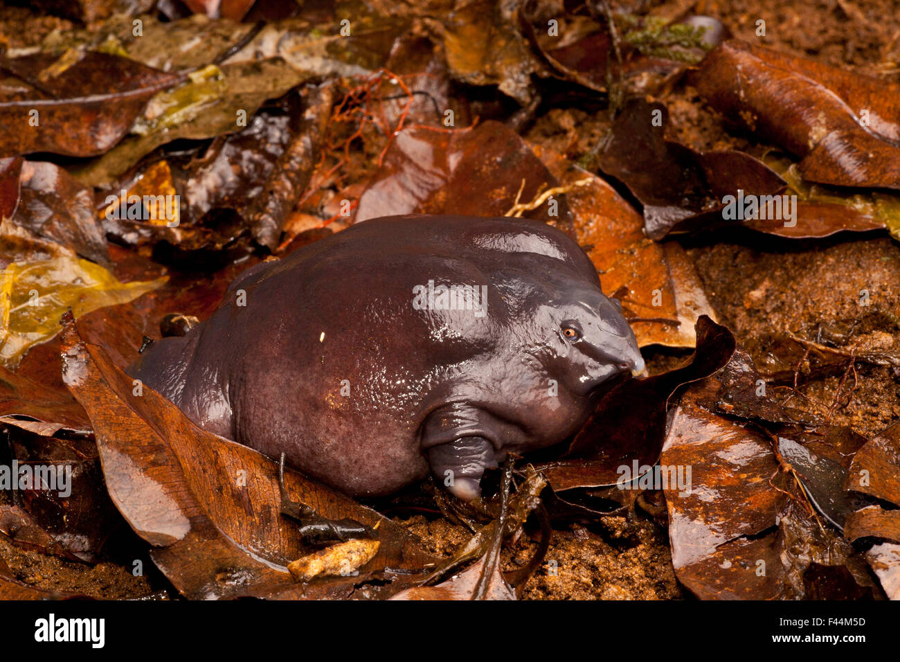 Pig-nosed frog (Nasikabatrachus sahyadrensis) in leaf litter, Western ...