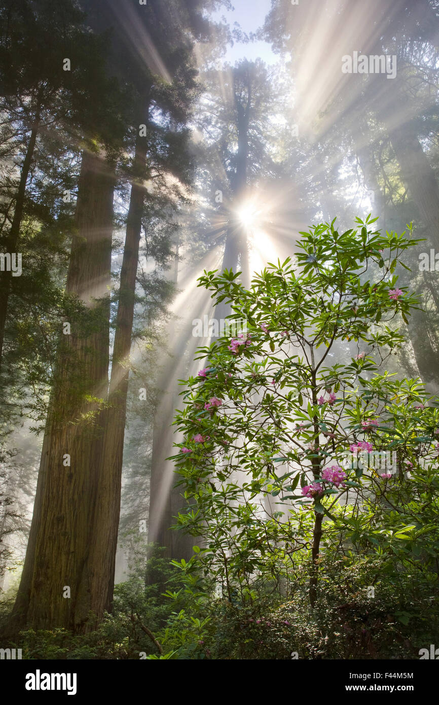 The sun breaks through layers of morning fog with wild Pacific ...
