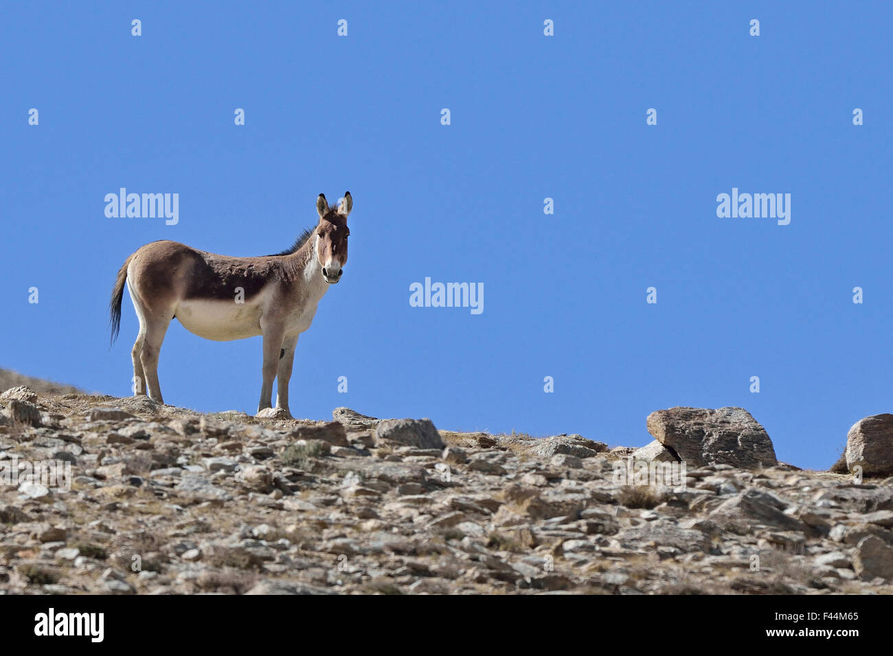 Tibetan Wild Ass / Kiang (Equus kiang) male, ChangThang, Tso Kar lake ...
