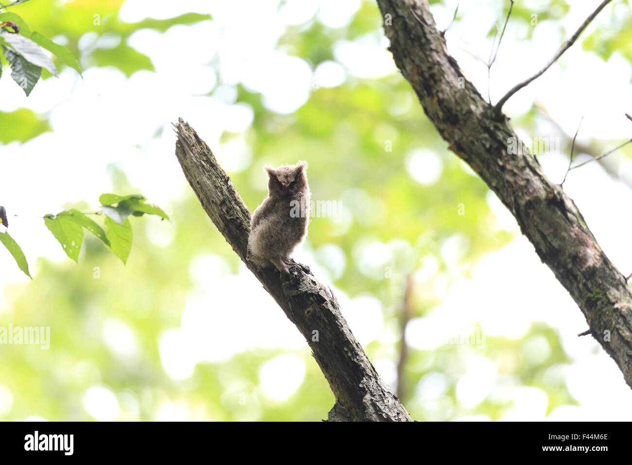 Collared Scops Owl (Otus bakkamoena) juvnile in Japan Stock Photo - Alamy