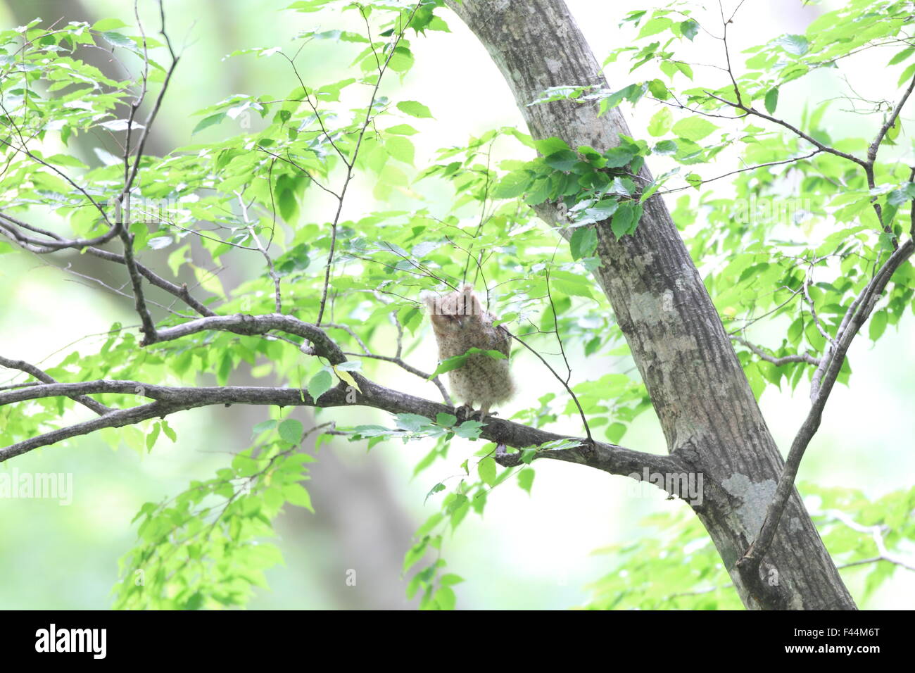 Collared Scops Owl (Otus bakkamoena) juvnile in Japan Stock Photo - Alamy