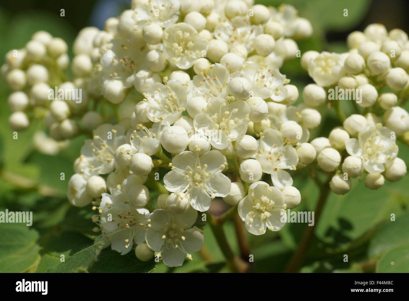 Rowan blossom hi-res stock photography and images - Alamy