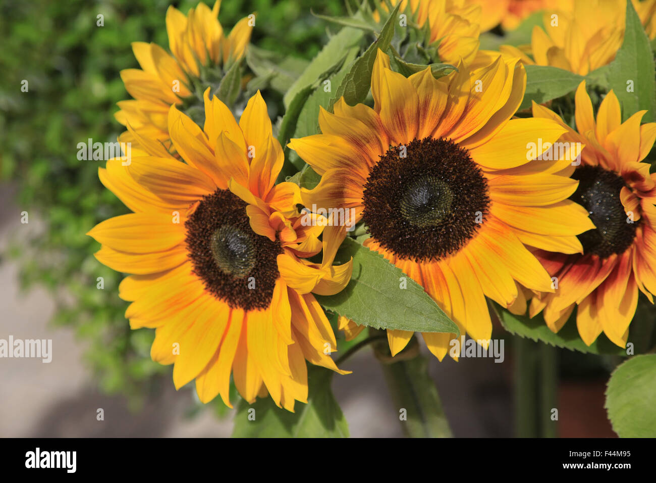 Sunflowers facing sun hi-res stock photography and images - Alamy