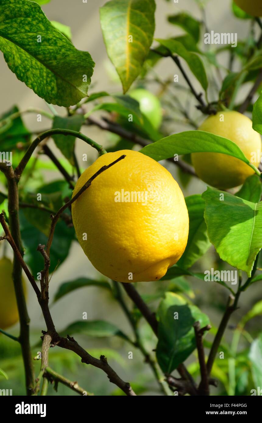 Lemon on tree Stock Photo - Alamy