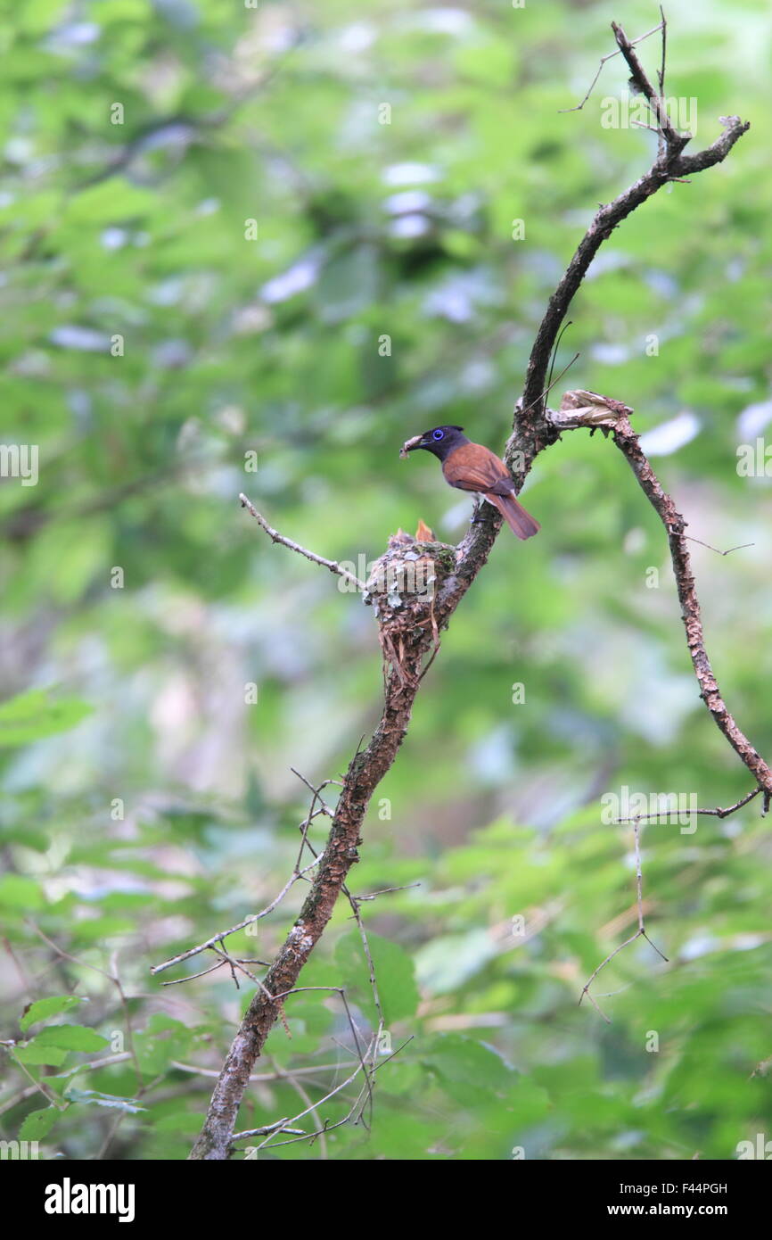 Japanese Paradise Flycatcher (Terpsiphone atrocaudata) in Japan Stock ...