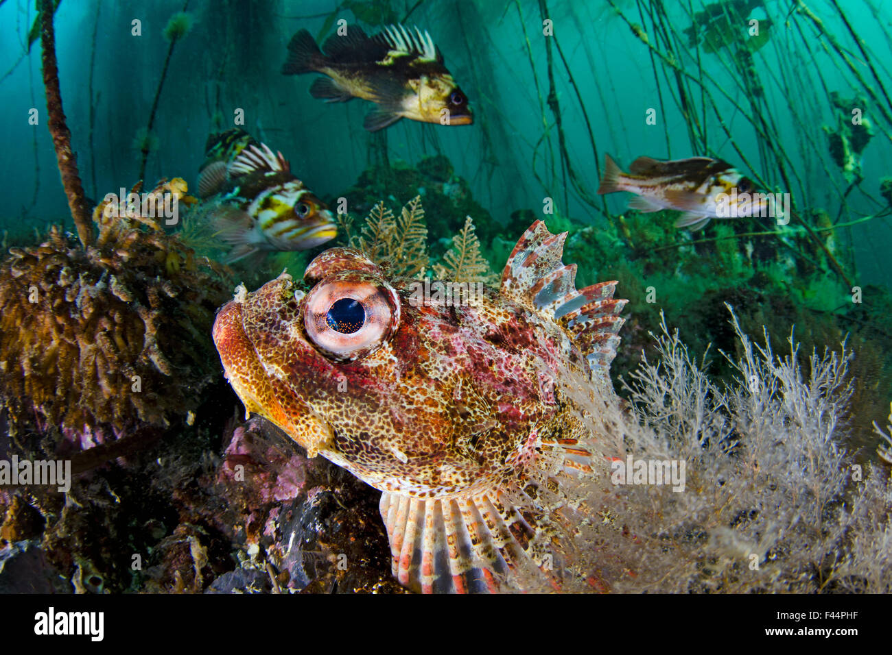 Red Irish lord (Hemilepidotus hemilepidotus) hides on the sebed, with ...