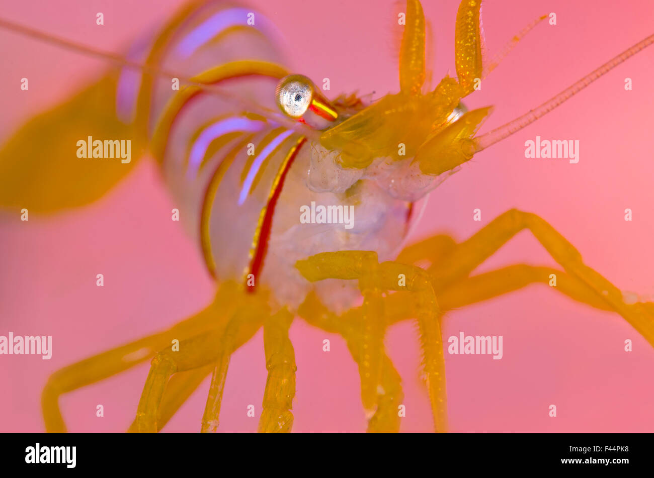 A portrait of a small Candy stripe shrimp (Lebbeus grandimanus) in ...