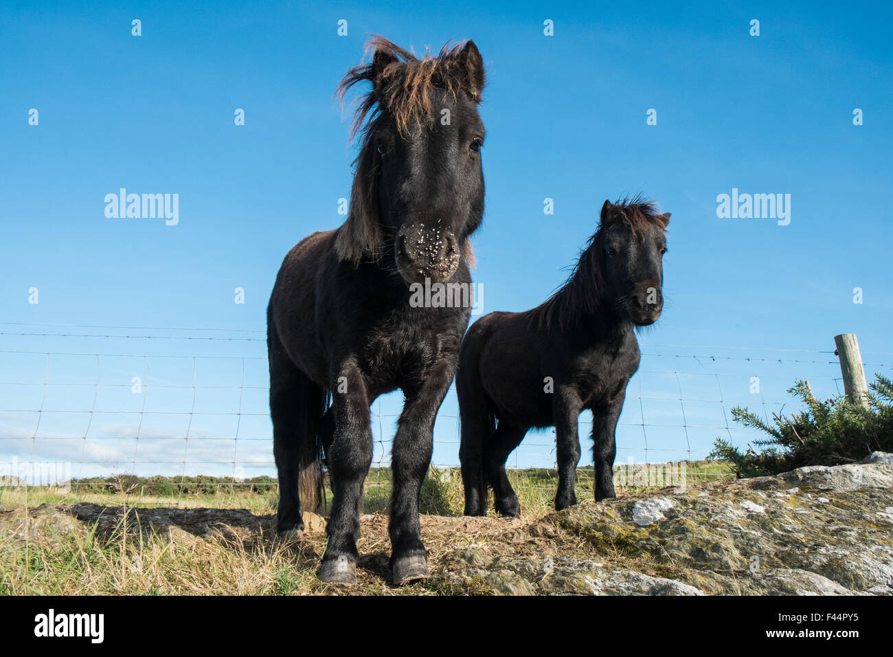 Two ponies on coastal path near village of Mwnt, Ceredigion,West, Wales ...