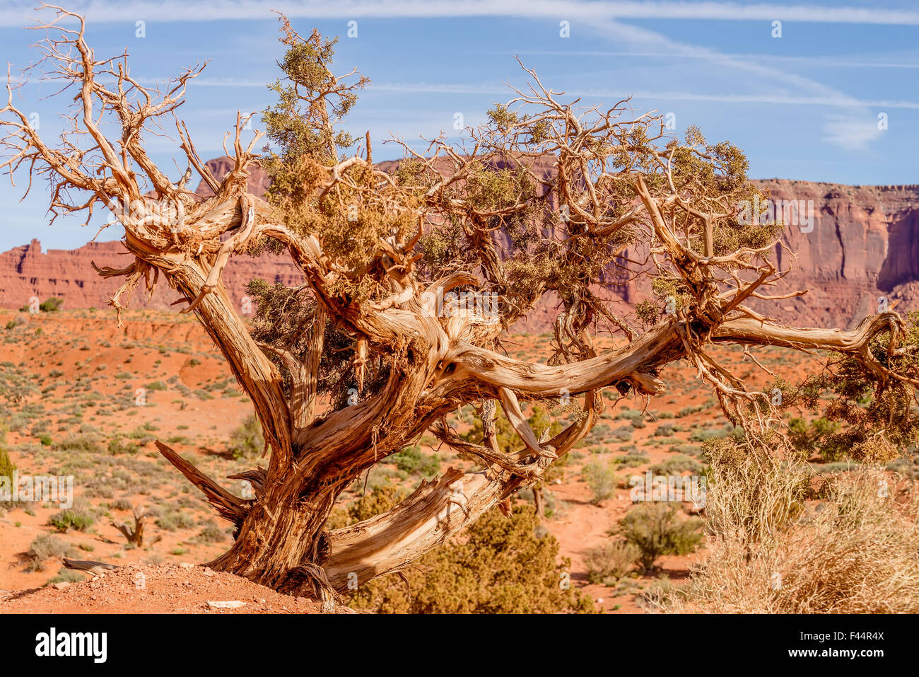 A tree and a butte in Monument Valley Stock Photo - Alamy